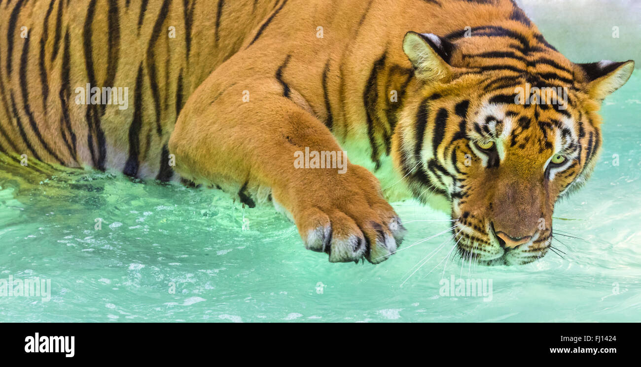 Tiger playing in water Stock Photo - Alamy