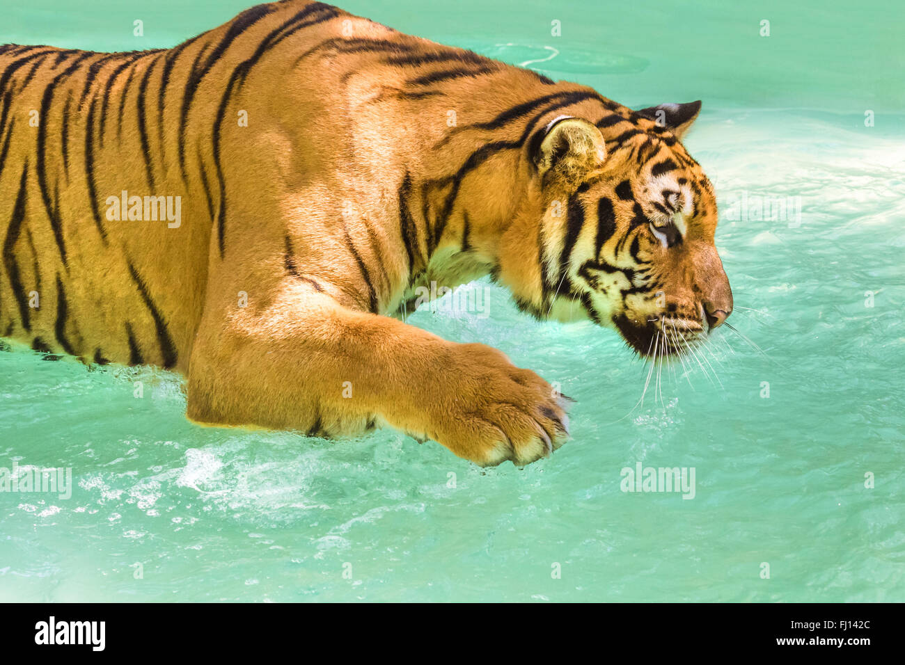 Tiger playing in water hi-res stock photography and images - Alamy