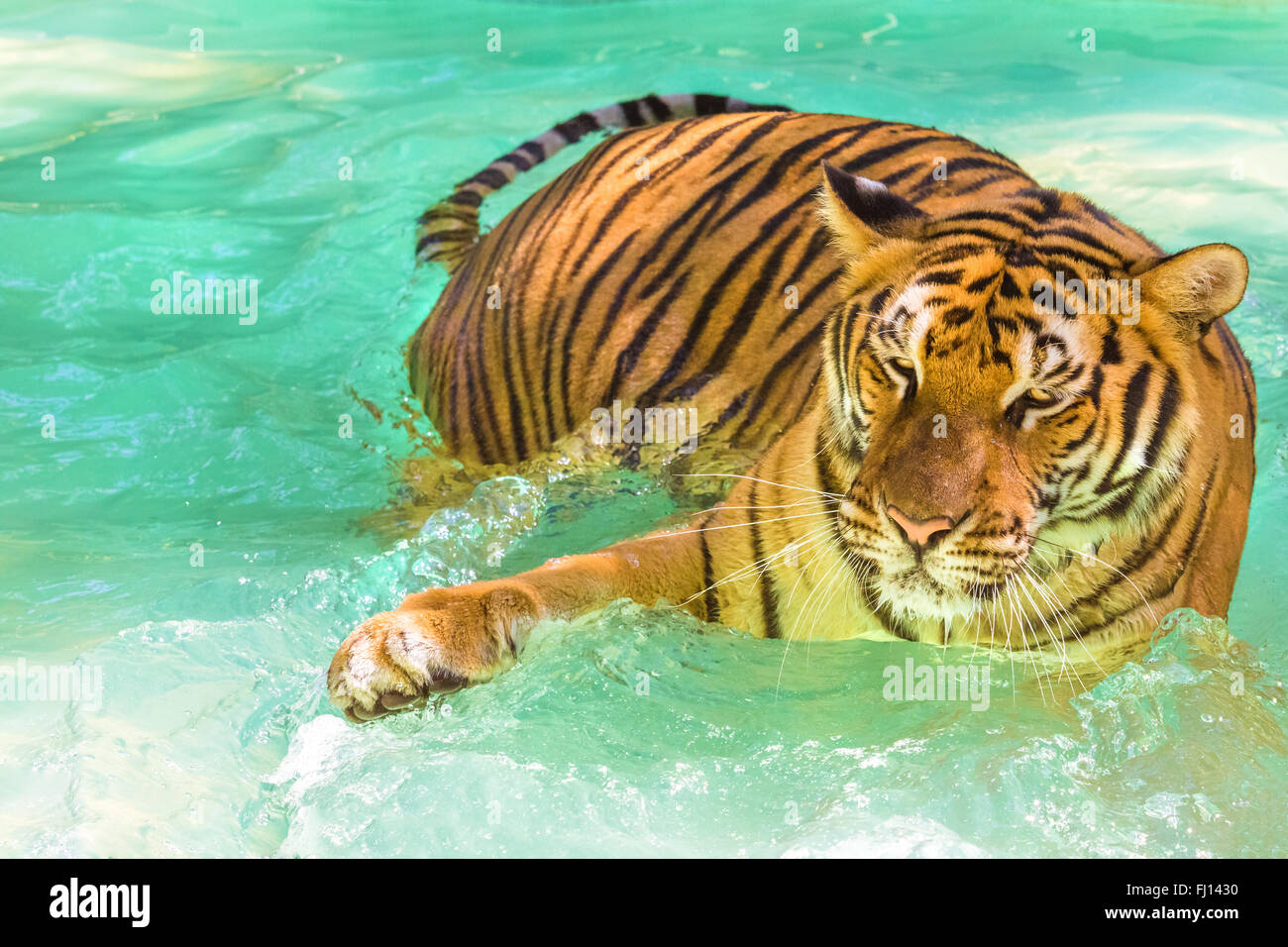 Tiger playing in water Stock Photo - Alamy