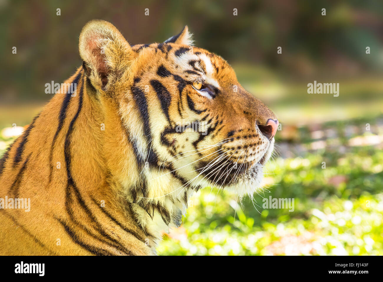Portrait of big tiger Stock Photo - Alamy