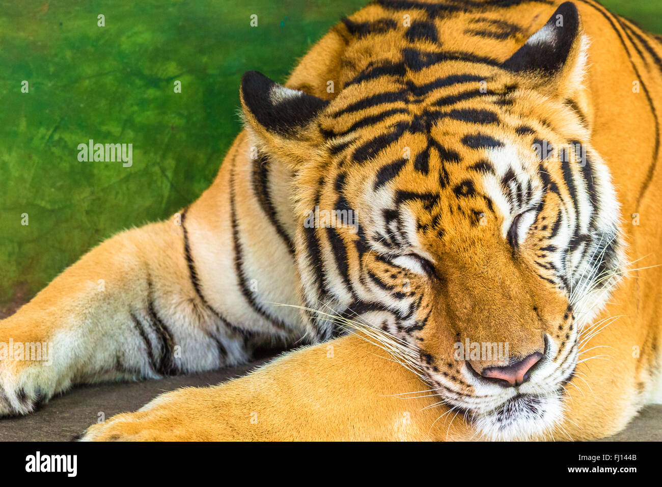 Tiger sleeping asia hi-res stock photography and images - Alamy