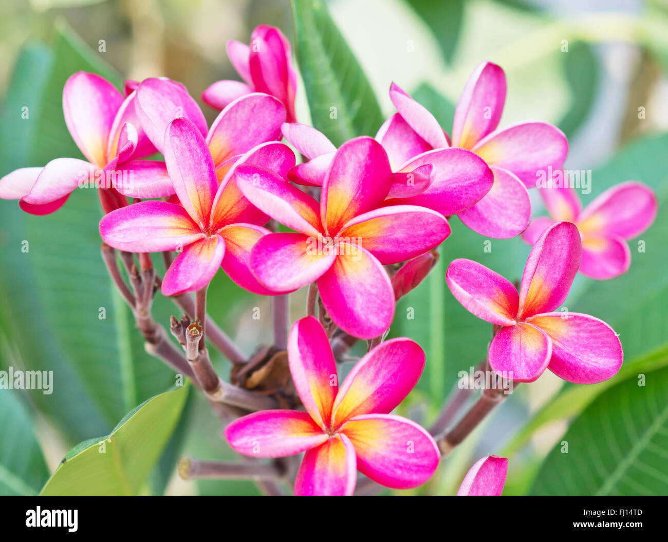 Frangipani harmony hi-res stock photography and images - Alamy