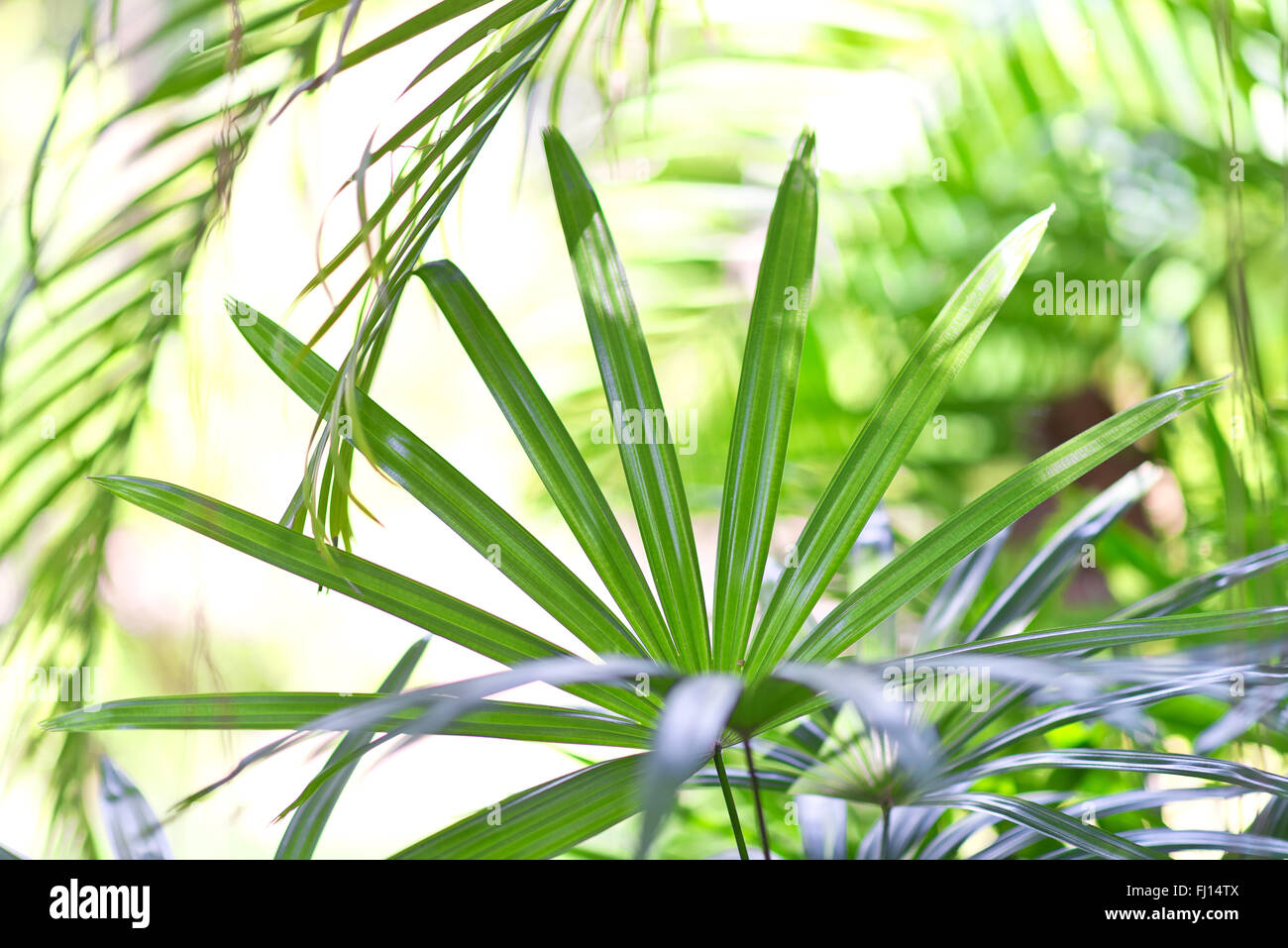 close up of green tropical leaves as a background Stock Photo - Alamy
