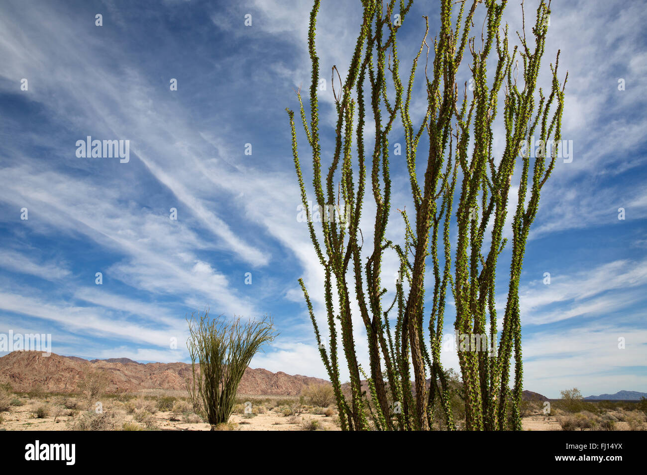 Ocotillo cactus hi-res stock photography and images - Alamy