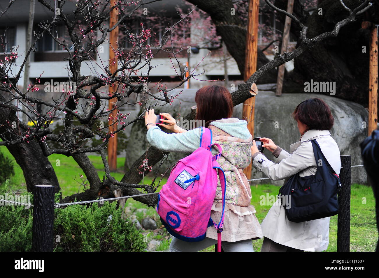Taking photos of sakura in morioka hi-res stock photography and images ...