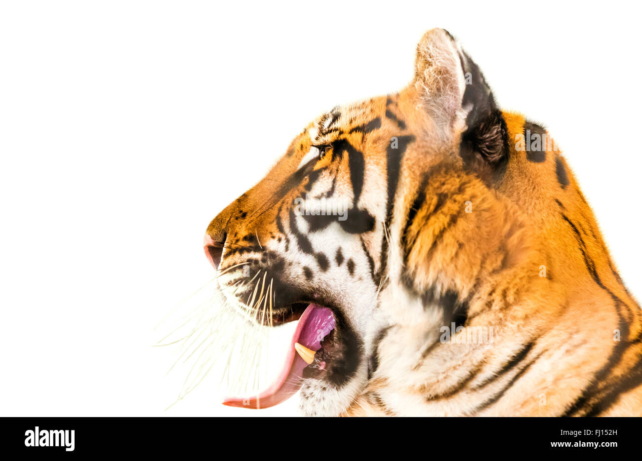 Power tiger isolated Stock Photo - Alamy
