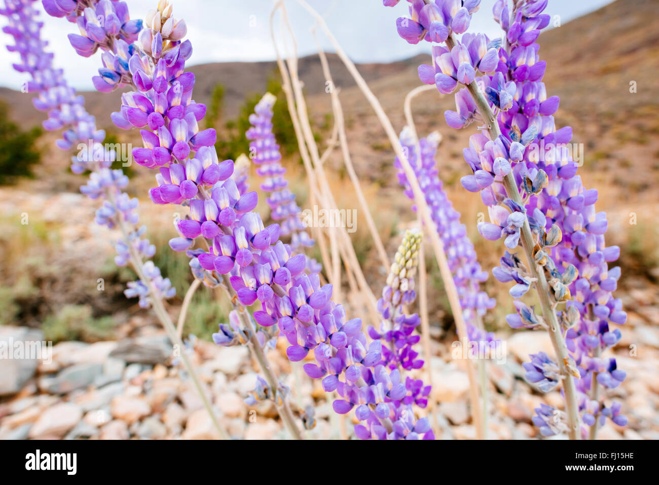 California wildflowers lupine hi-res stock photography and images - Alamy