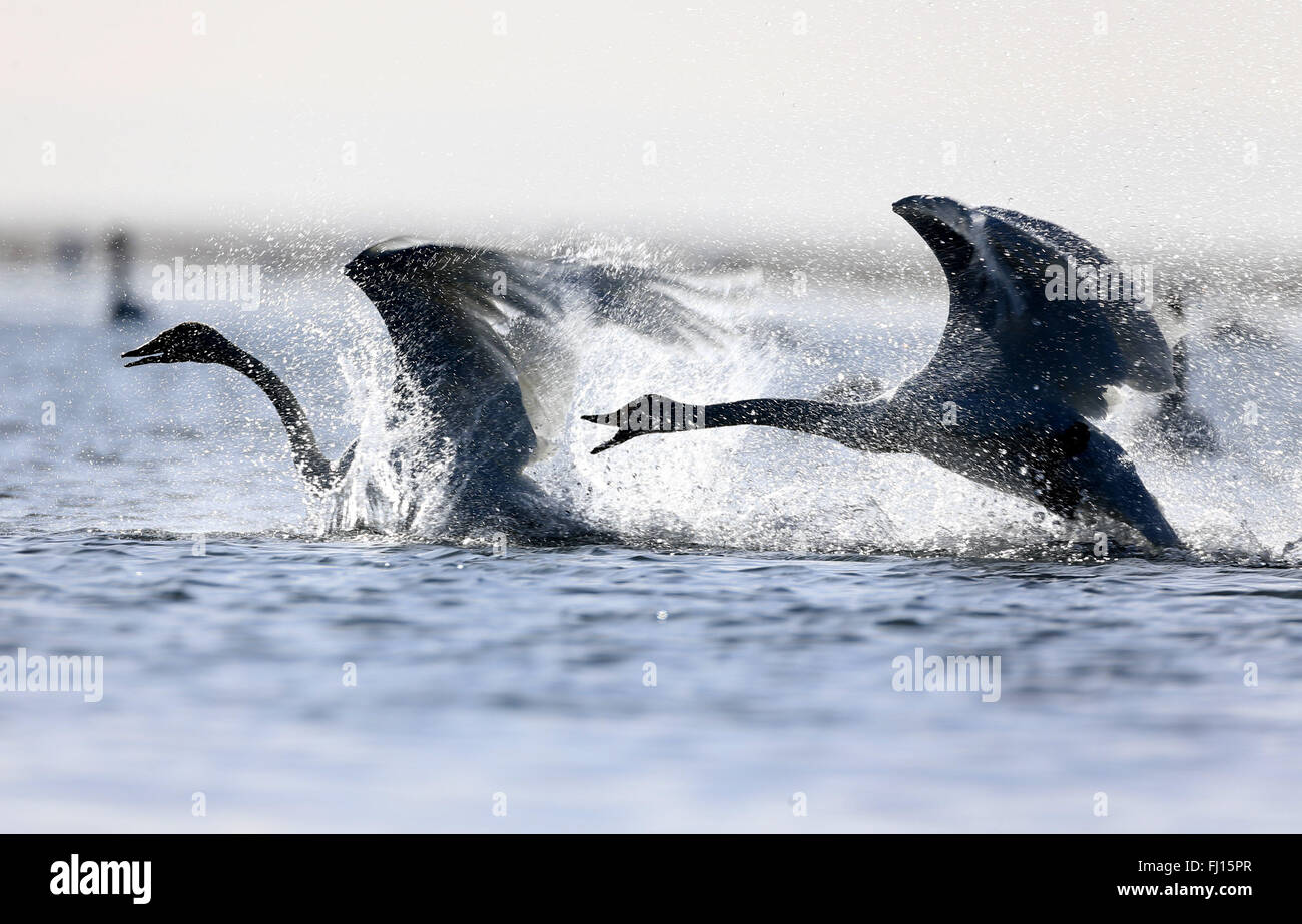Beijing, China. 27th Feb, 2016. Swans are seen in the Qinghai Lake in ...