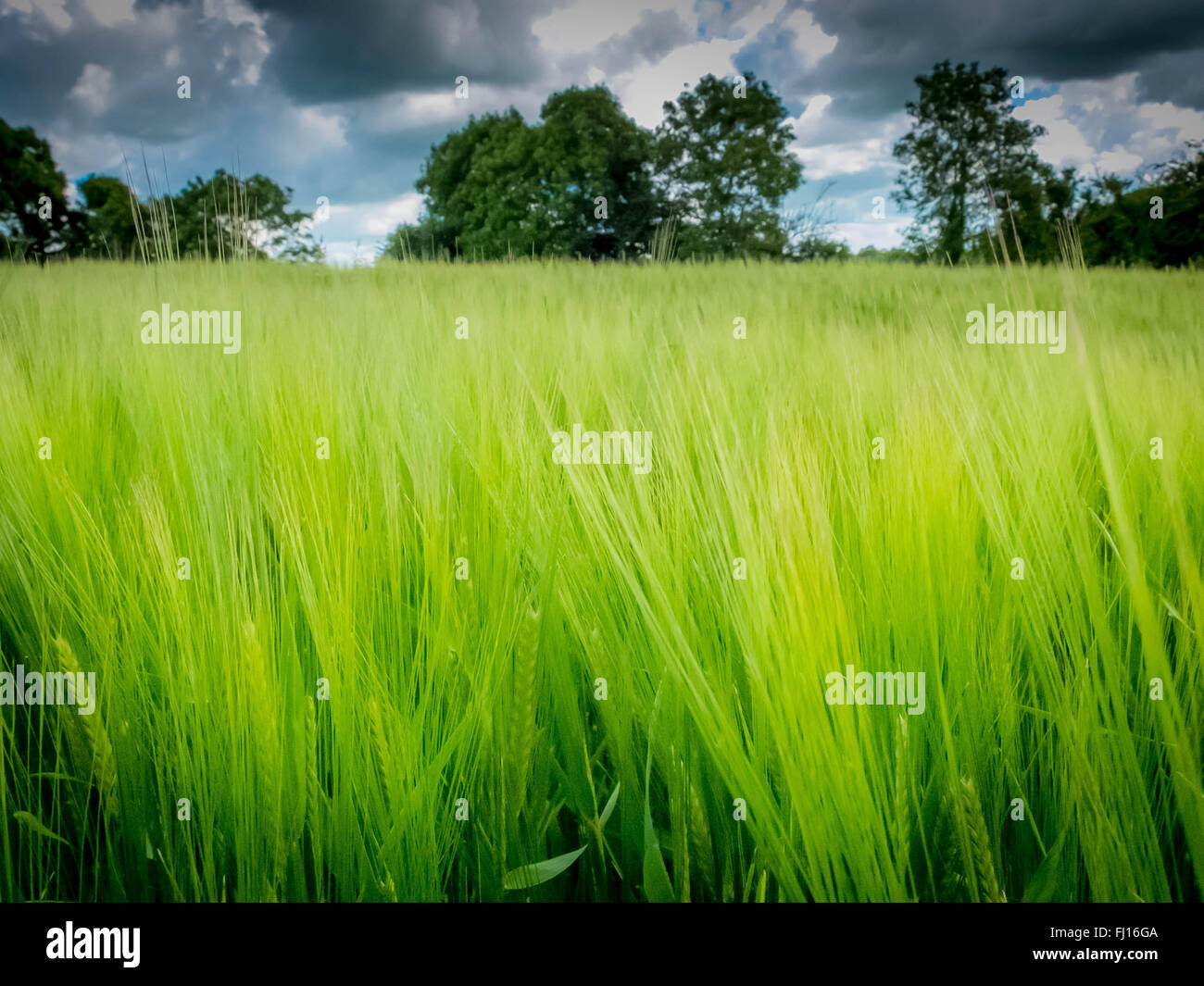 Field of green wheat Stock Photo - Alamy