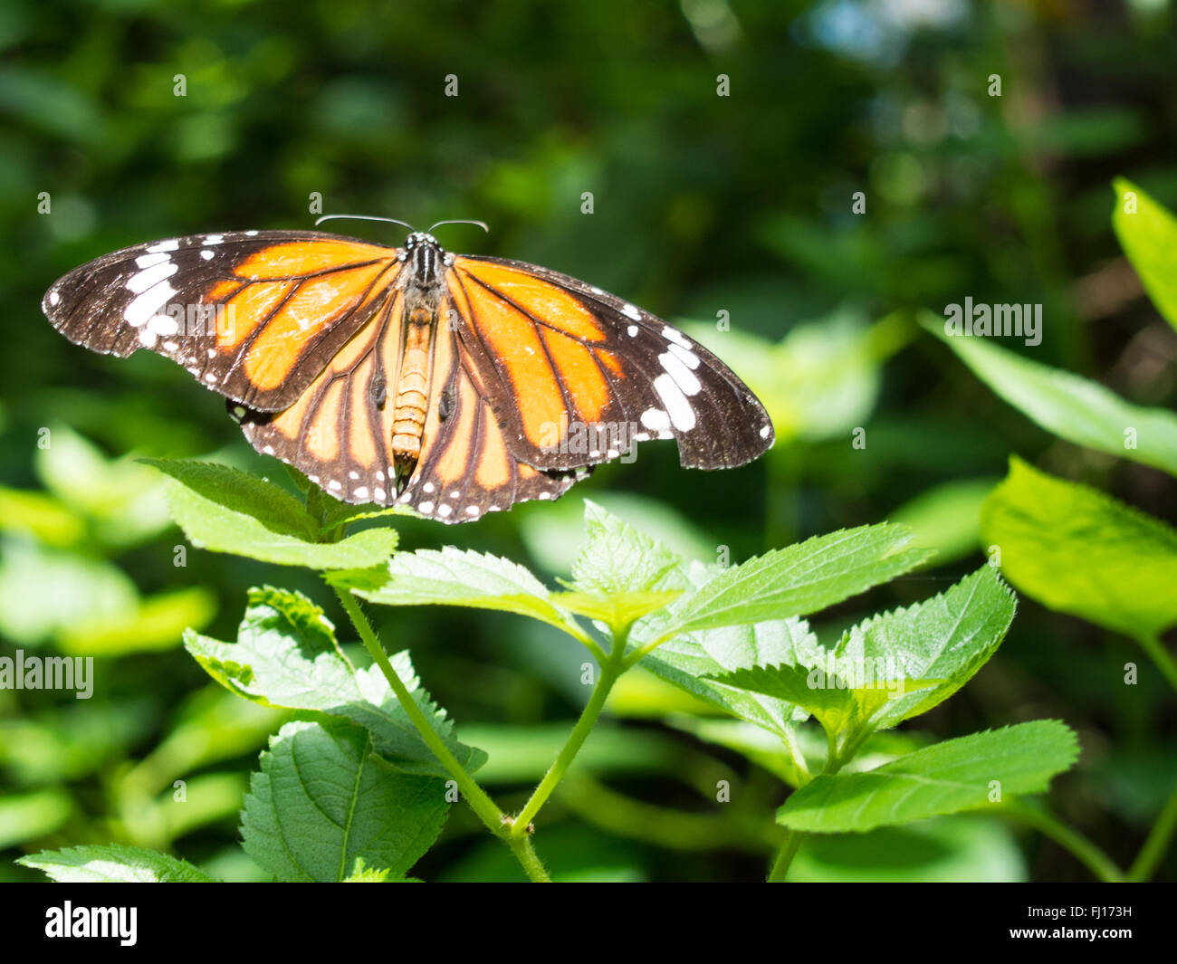 A monarch butterfly Stock Photo - Alamy