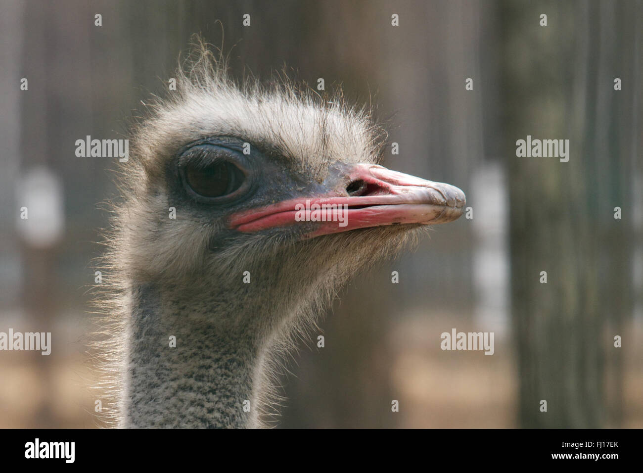 Close-up of an ostrich head in profile Stock Photo - Alamy