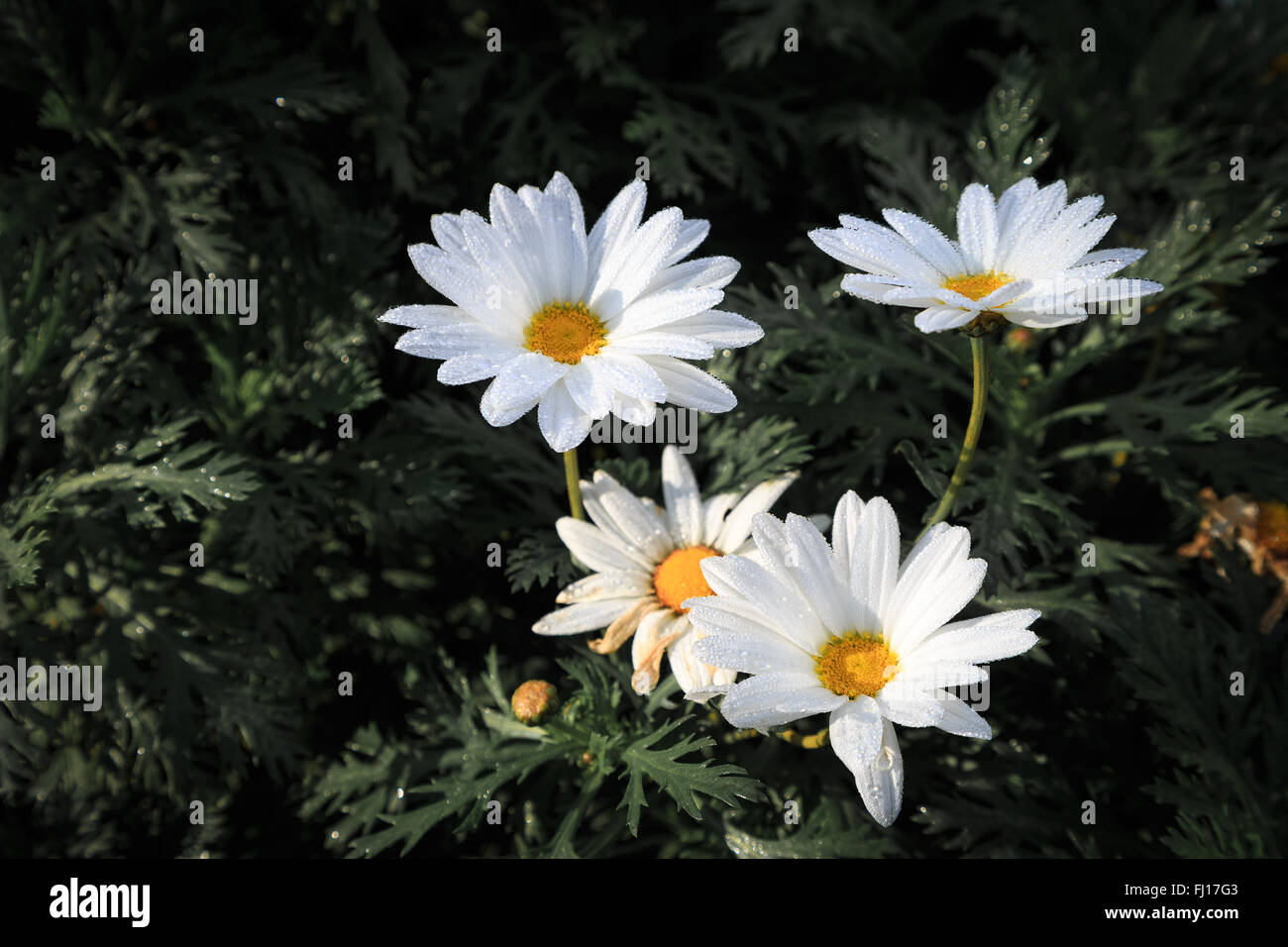 The big white daisy with drop of dew in the morning with their leaves ...