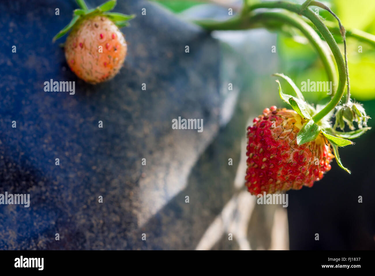 Close-up detail of strawberry fruits on the stalk Stock Photo - Alamy