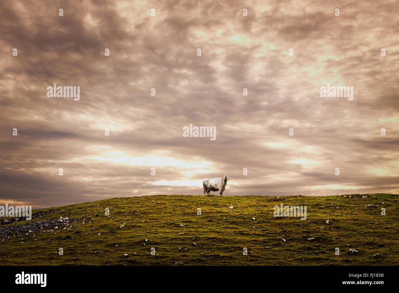 Bellowing cow on hilltop Stock Photo - Alamy