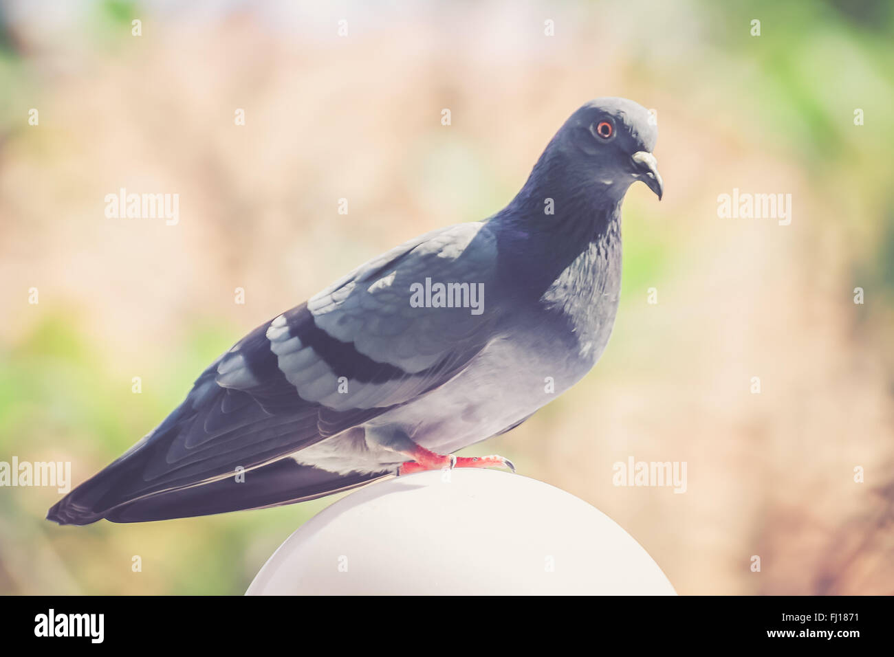 Pigeon unoccupied hi-res stock photography and images - Alamy