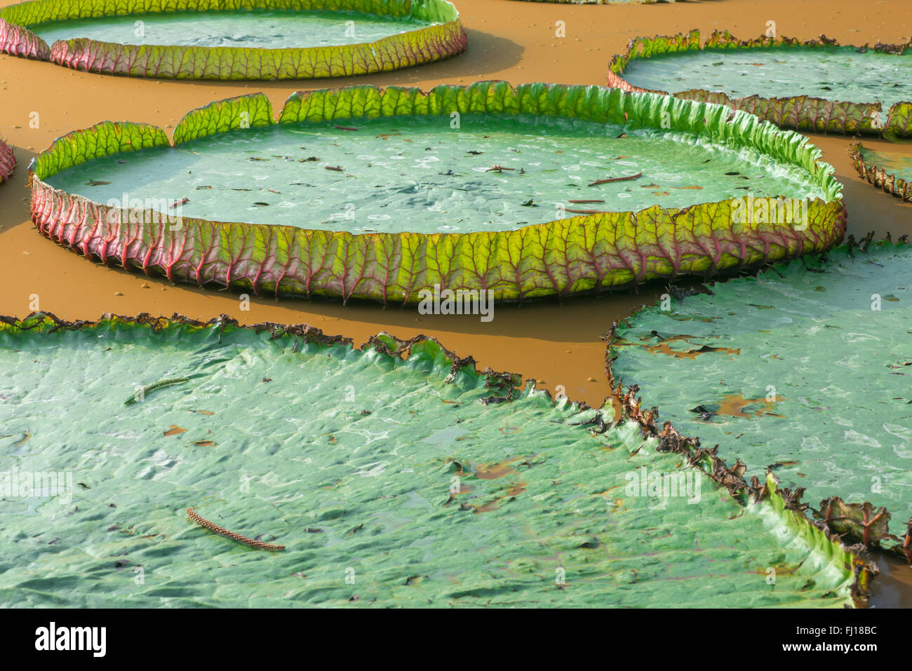 Multiple lily pads hi-res stock photography and images - Alamy