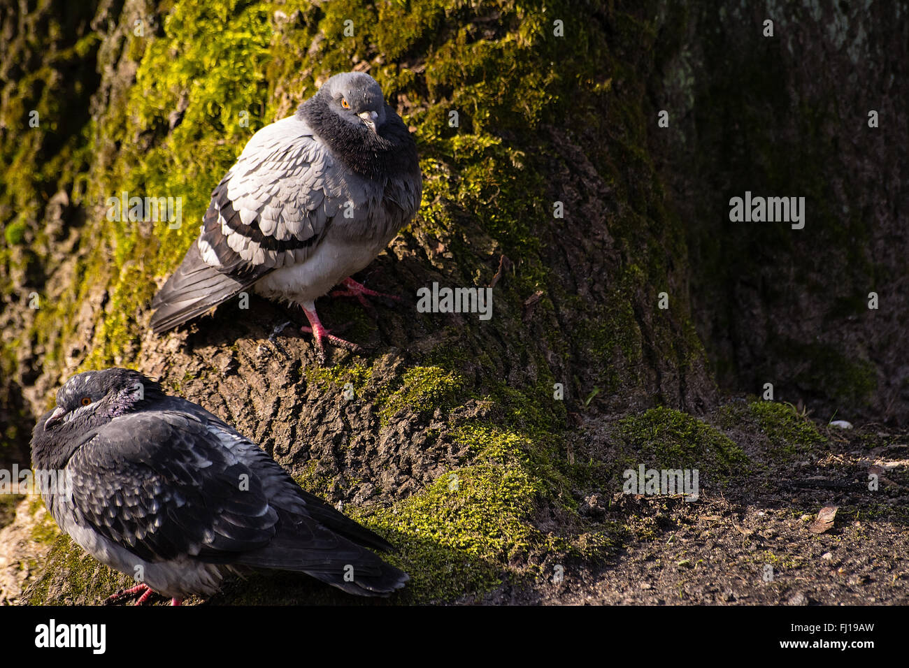 Pigeon on the tree Stock Photo - Alamy