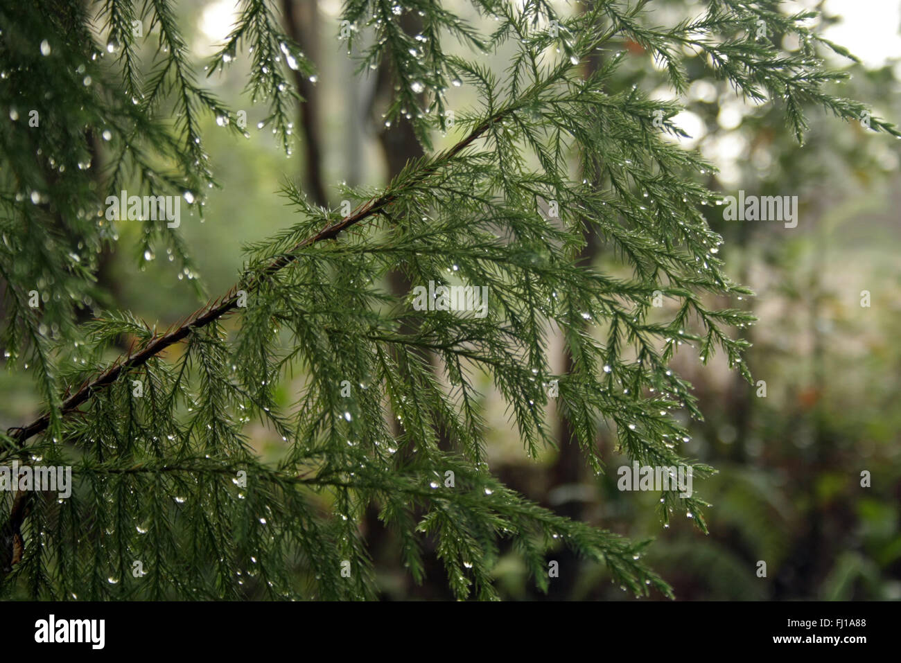 Rain drops close up shot Stock Photo - Alamy