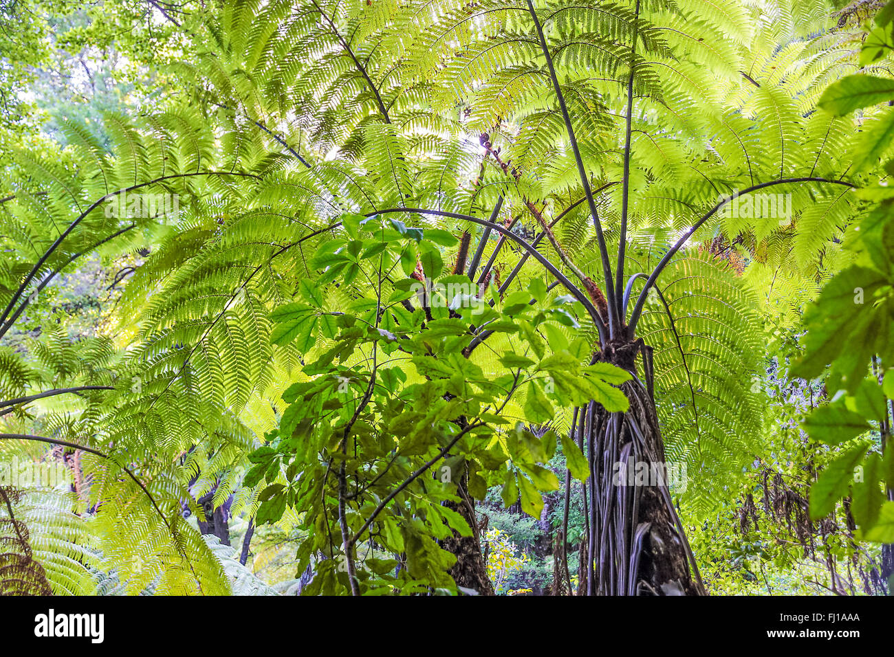 Fern trees in the Abel Tasman National Park, New Zealand Stock Photo ...