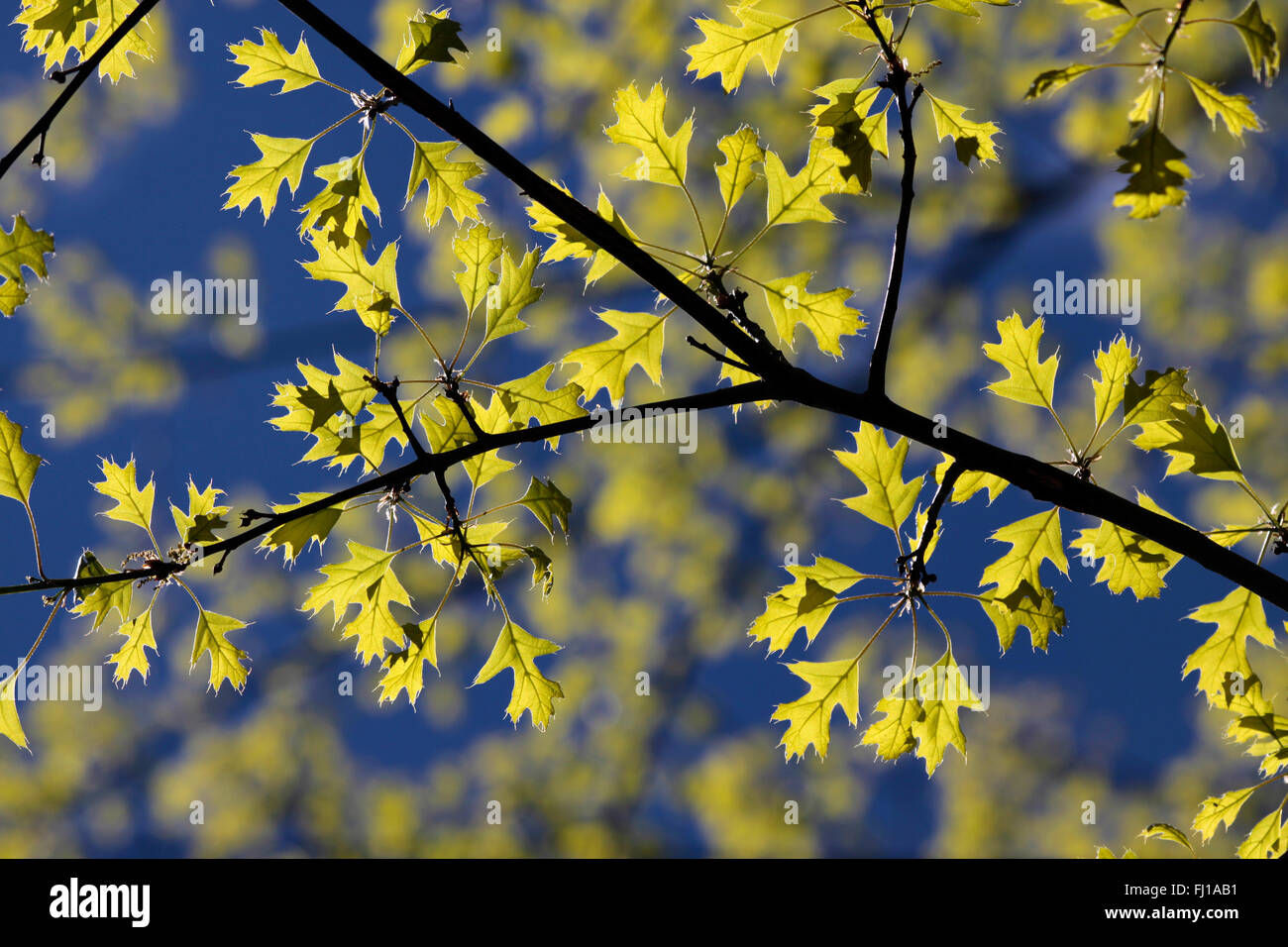 Young trees zealand hi-res stock photography and images - Alamy