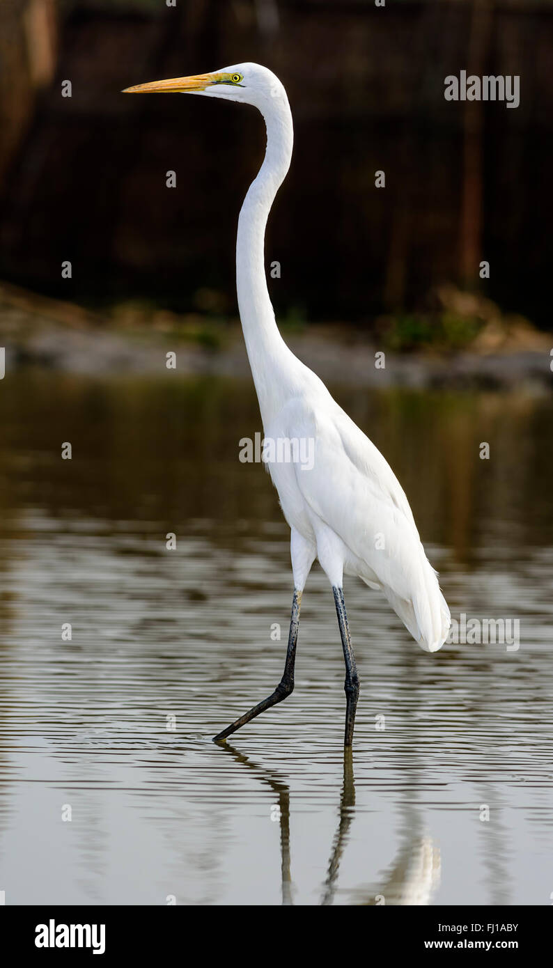Bird, Great Egret, Ardea alba standing in water, copy space Stock Photo ...