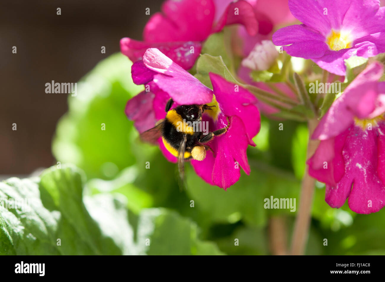 Primrose flower bee hi-res stock photography and images - Alamy
