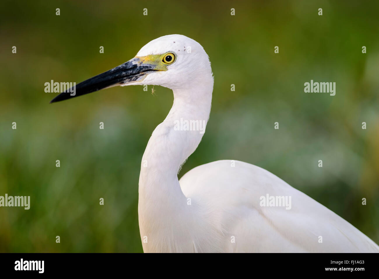 Portrait of bird, Intermediate Egret, Ardea intermedia, isolated on ...