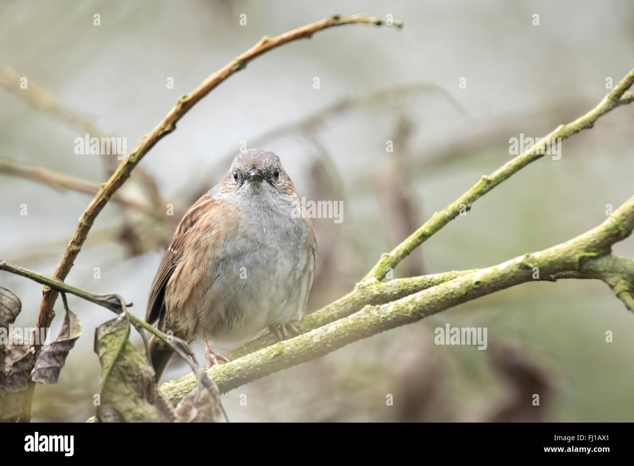 Prunella modularis hi-res stock photography and images - Alamy