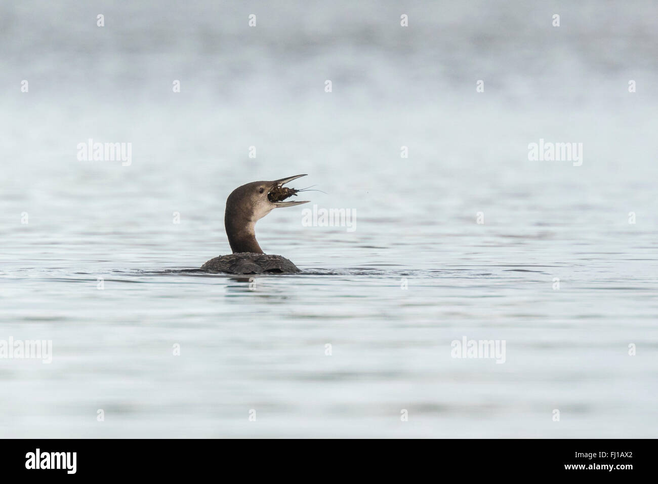 Common loon (Gavia immer) also known as the great northern diver or ...