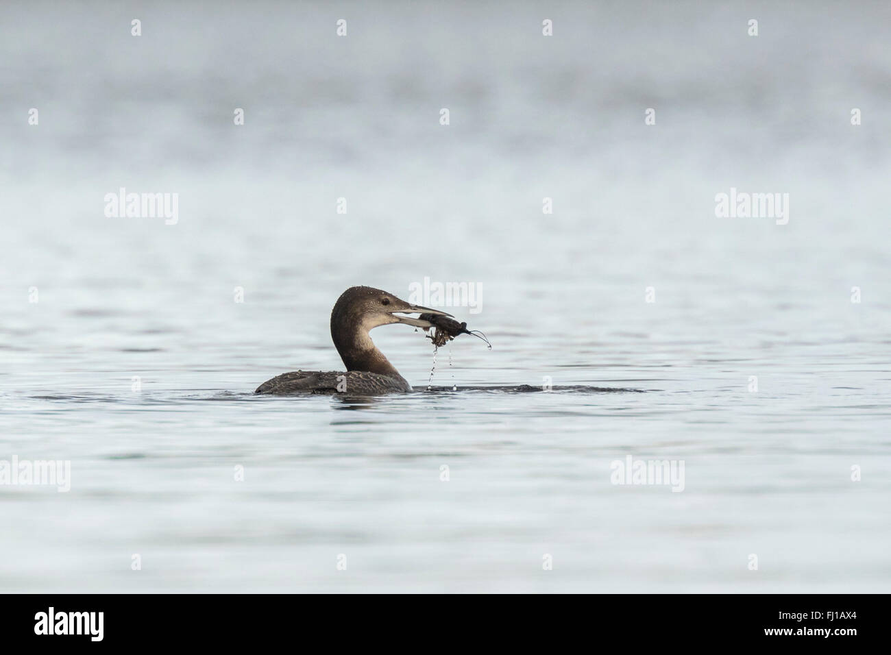 Common loon (Gavia immer) also known as the great northern diver or ...