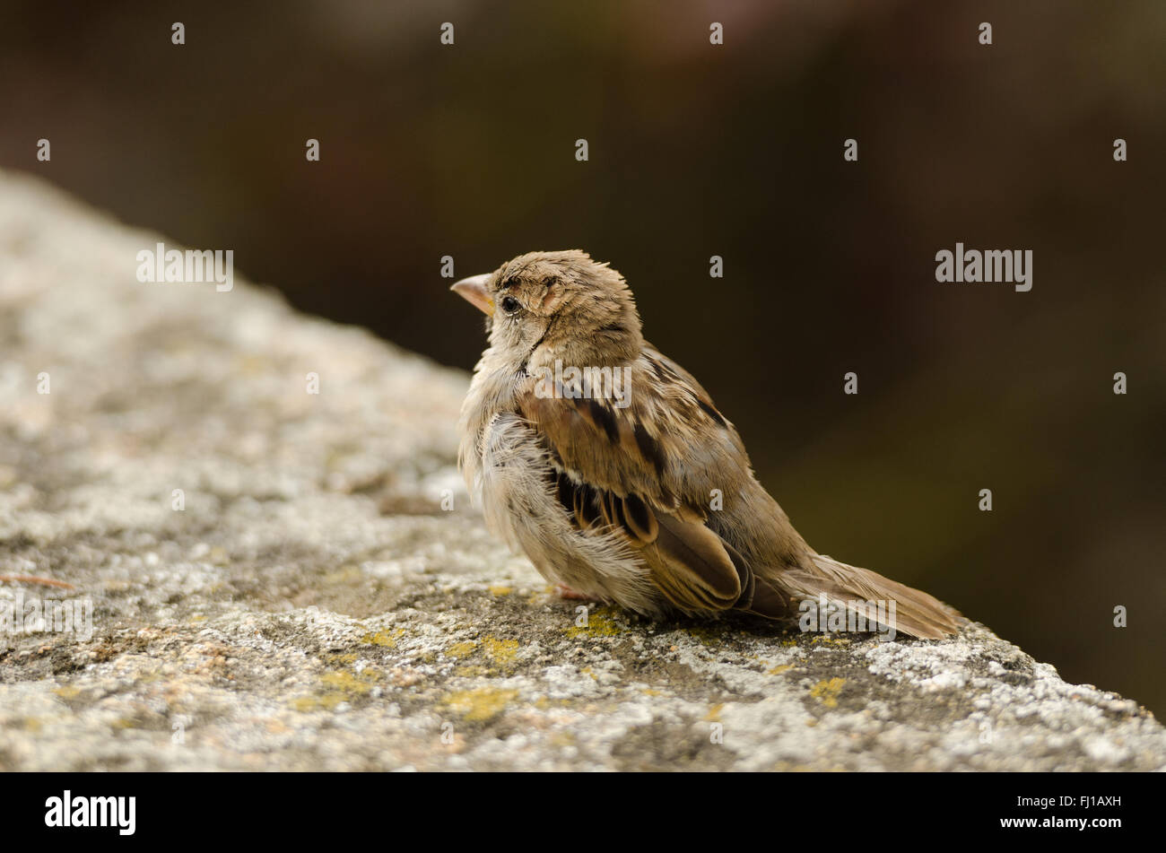 Nature wallpaper download hi-res stock photography and images - Alamy