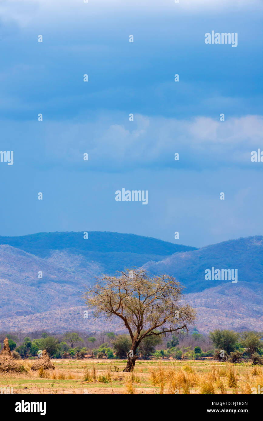 Dramatic landscape with ana tree hi-res stock photography and images ...