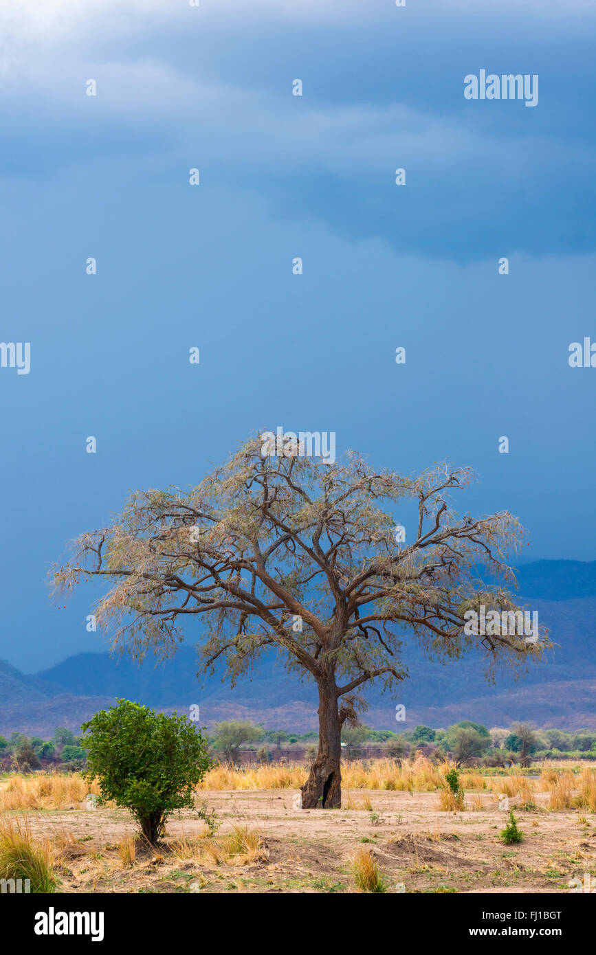 Dramatic landscape with ana tree hi-res stock photography and images ...