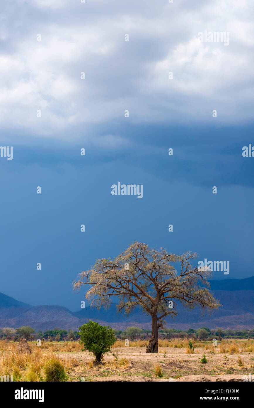 Dramatic landscape with ana tree hi-res stock photography and images ...