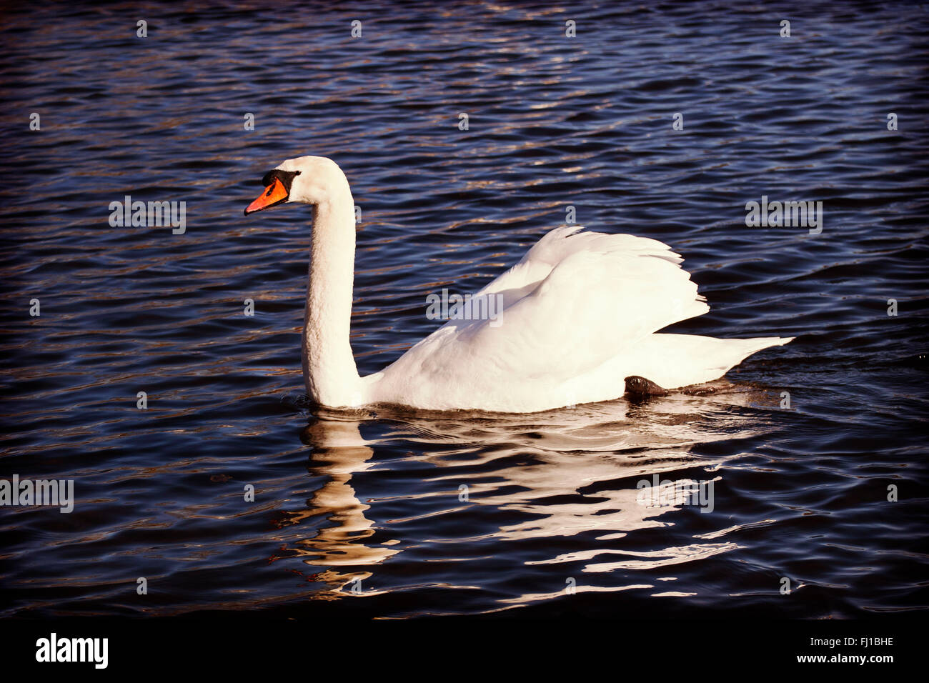 Swan swims on lake with sunset sunlight reflection on water surface ...