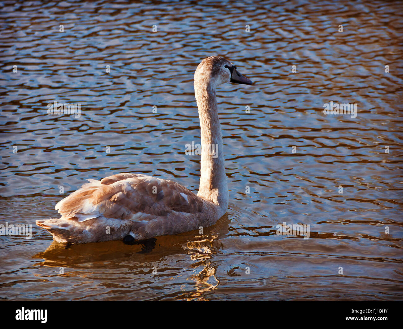 Young swan swims on lake with sunset sunlight reflection on water ...