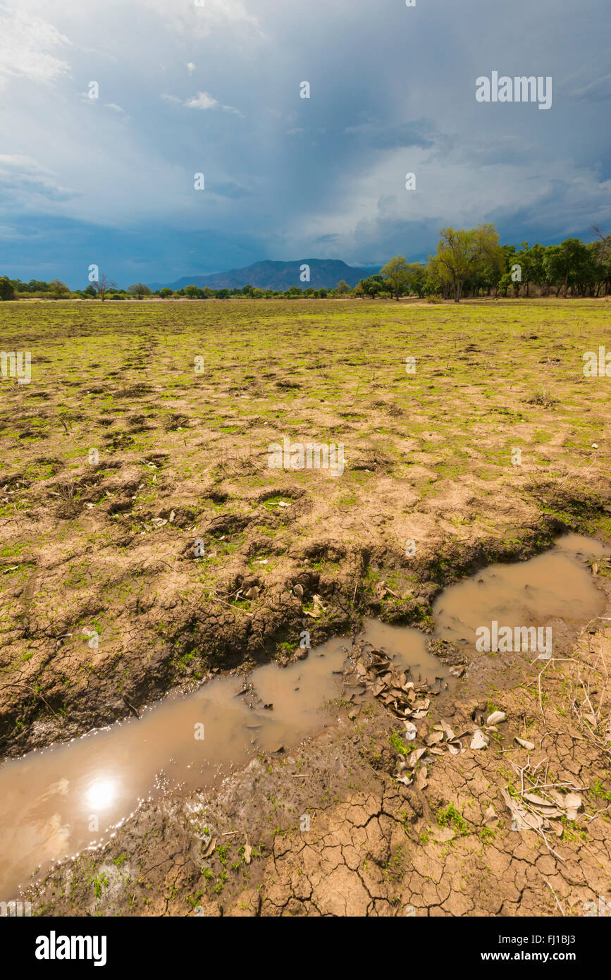 Dramatic landscape with ana tree hi-res stock photography and images ...