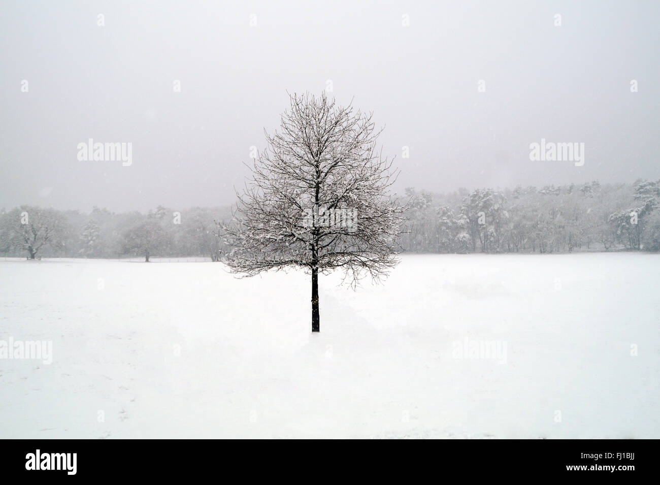 One white tree hi-res stock photography and images - Alamy
