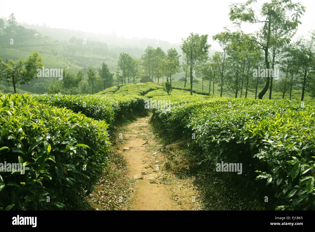 Tea Estate at Munnar in Kerala Stock Photo - Alamy