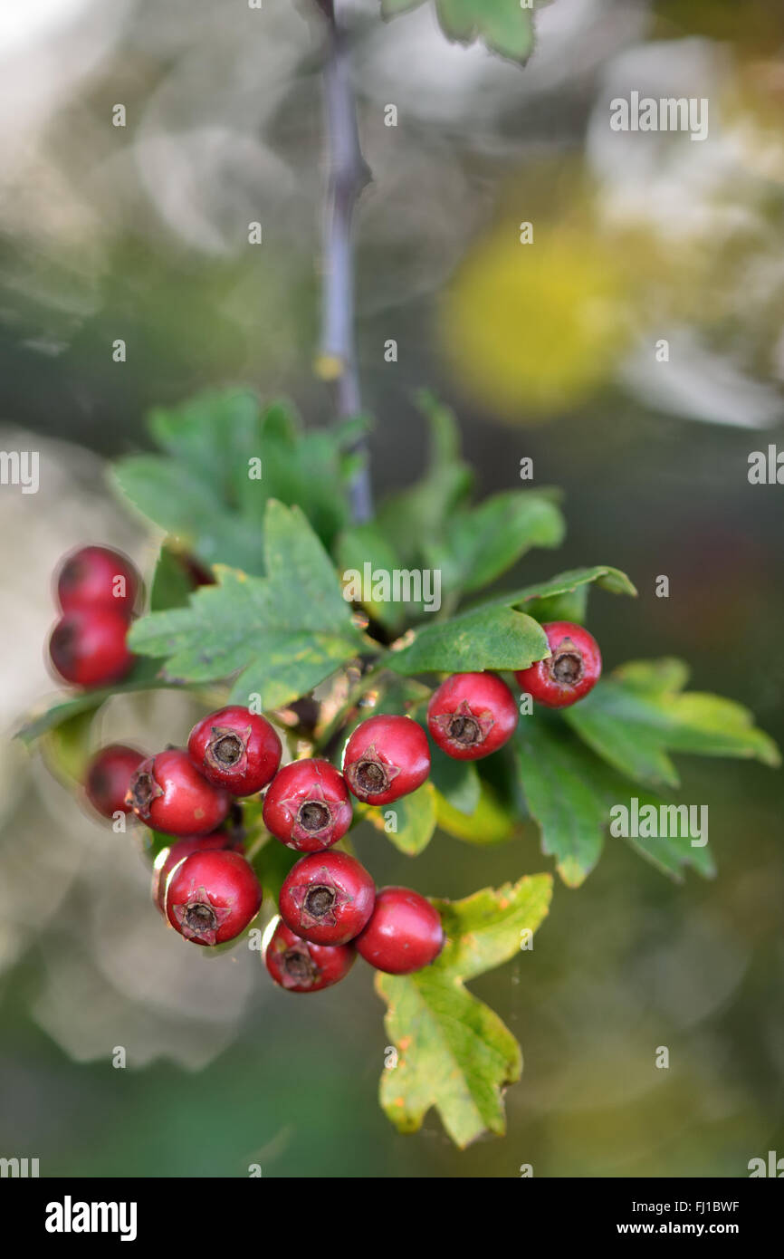 Hawthorn (Crataegus monogyna). Red haws, or hawthorn berries, on a ...