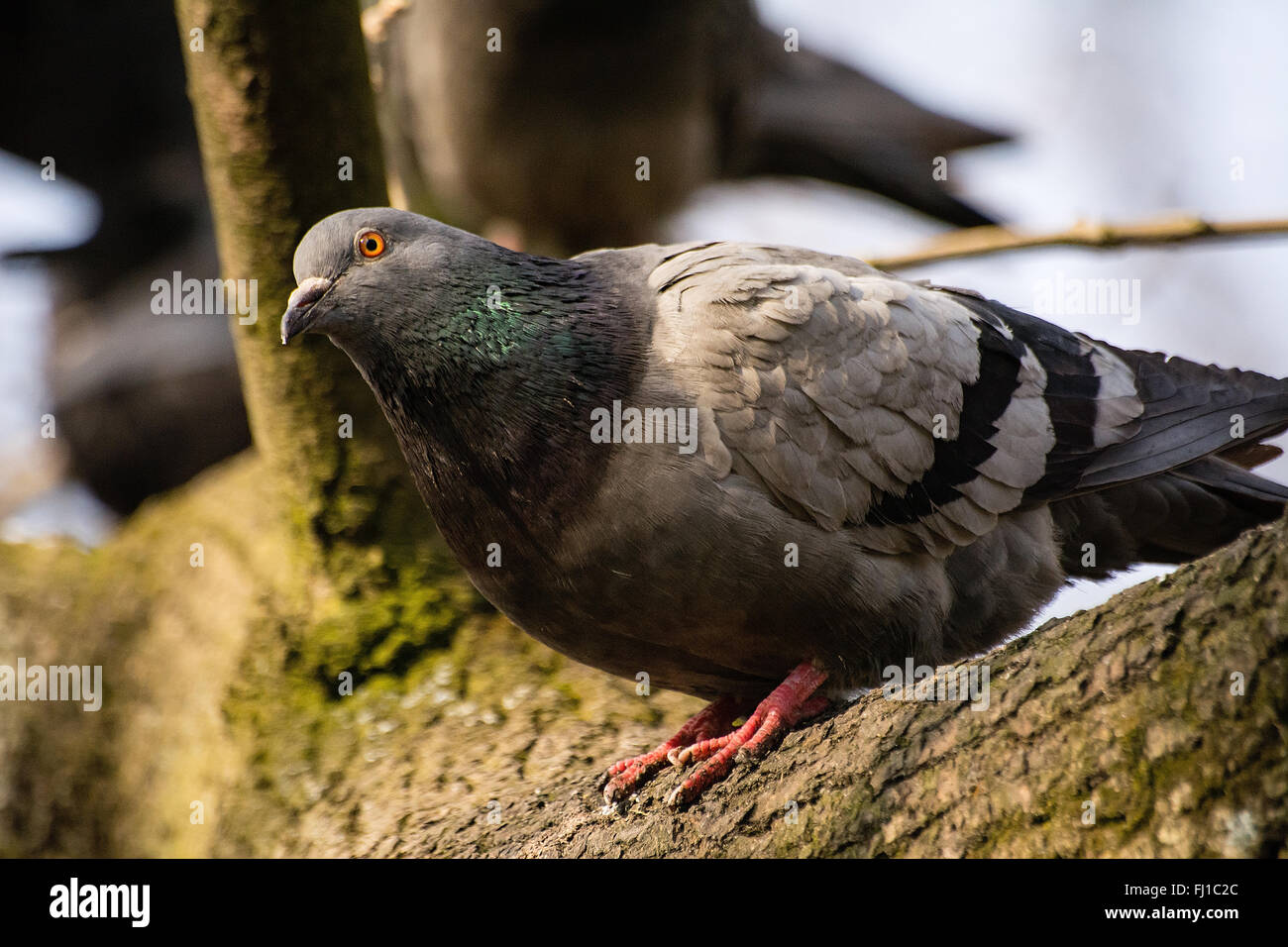 Pigeon on the tree Stock Photo - Alamy