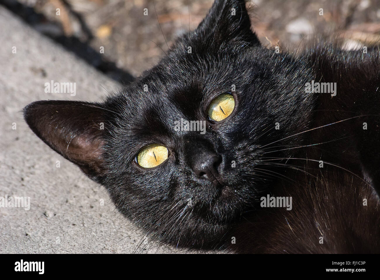 Portrait of black cat Stock Photo - Alamy