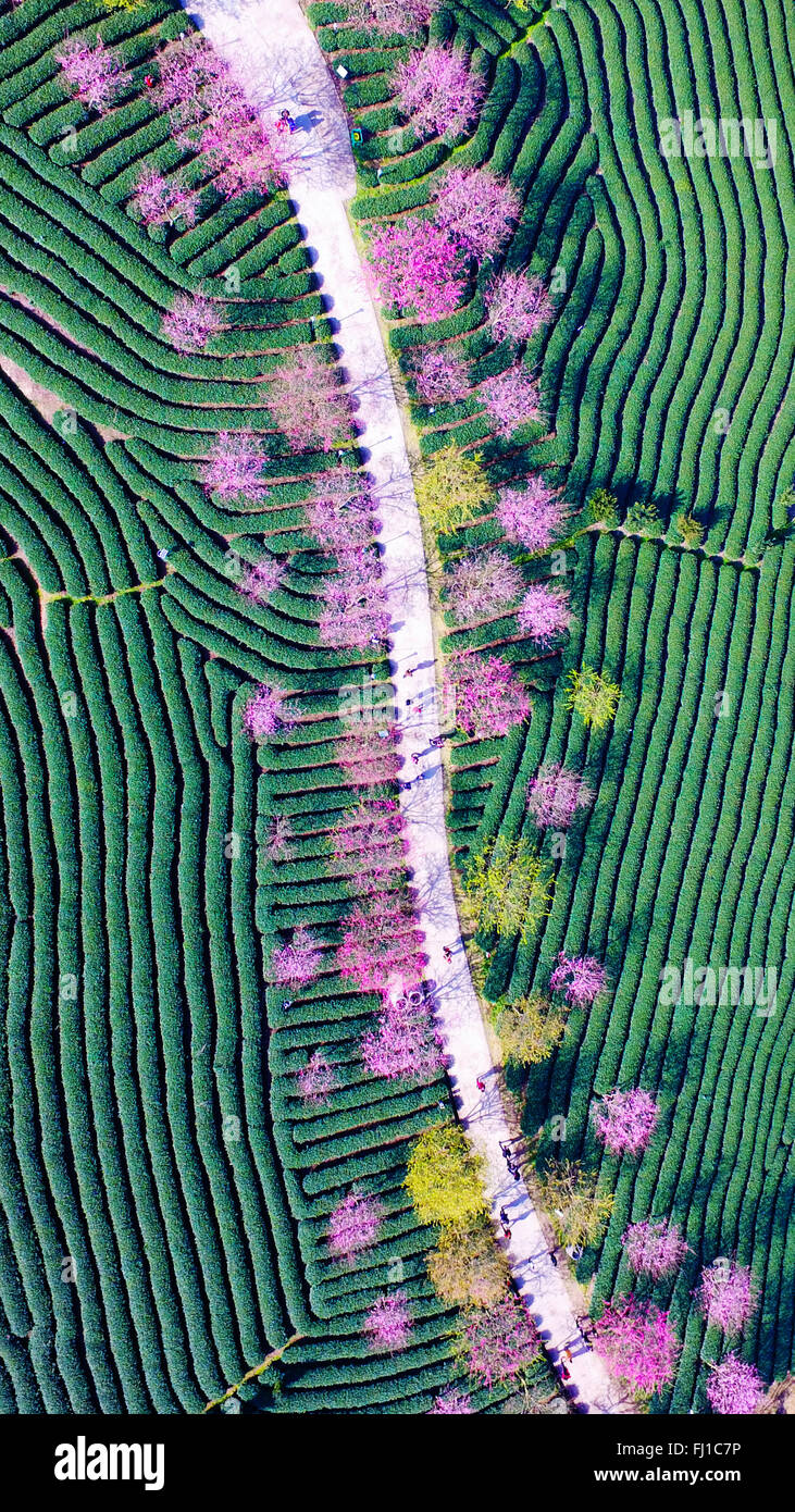 Longyan. 27th Feb, 2016. Aerial photo taken on Feb. 27, 2016 shows tea ...