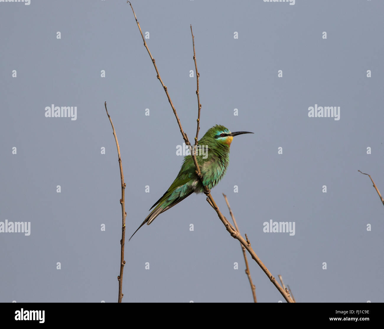 Blue cheeked Bee eater Merops persicus Stock Photo - Alamy