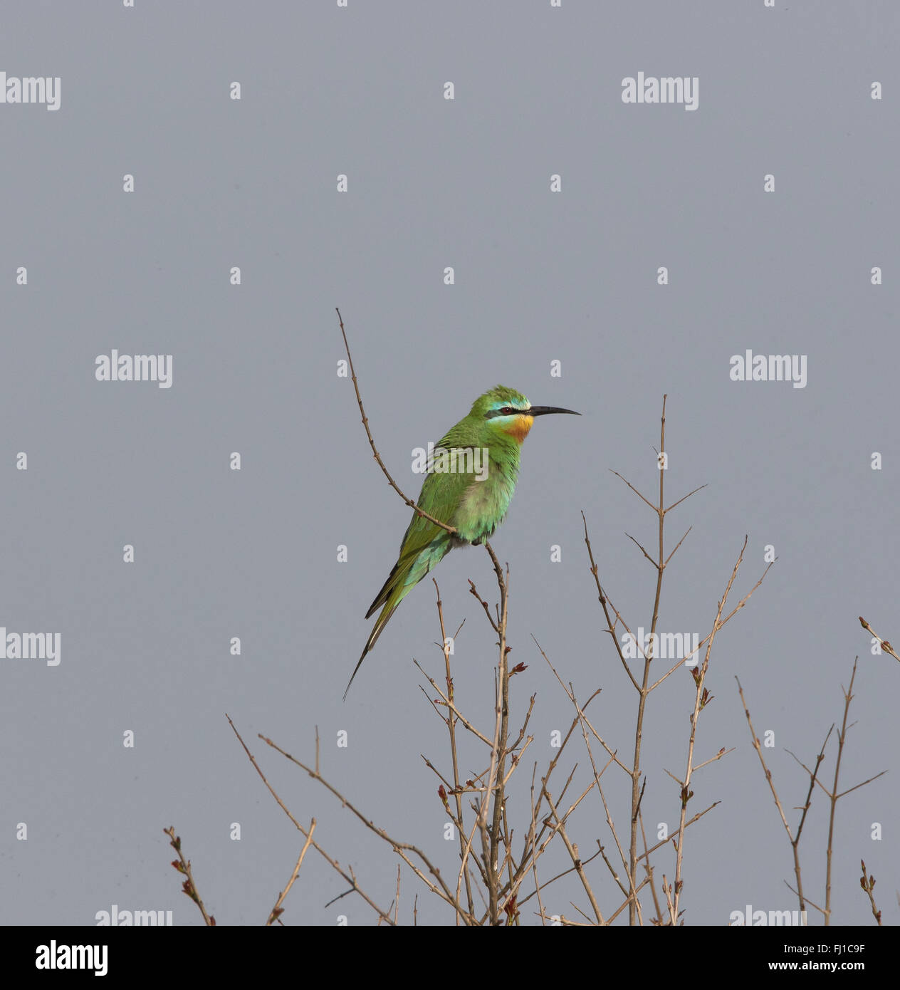 Blue cheeked Bee eater Merops persicus Stock Photo - Alamy