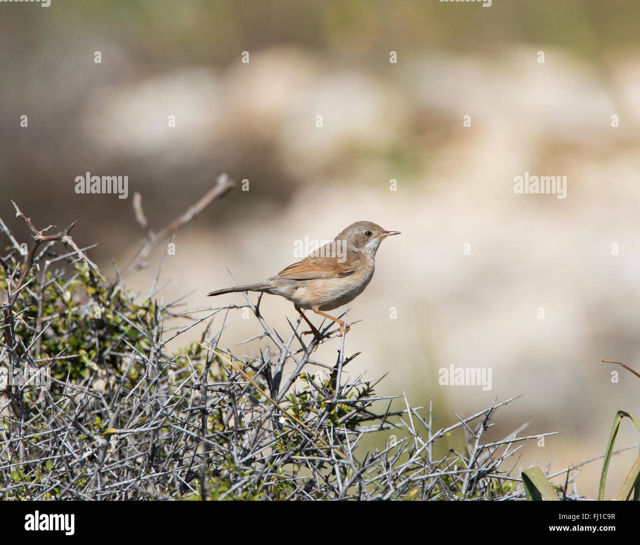 Spectacled Warbler female Sylvia conspicillata Stock Photo - Alamy