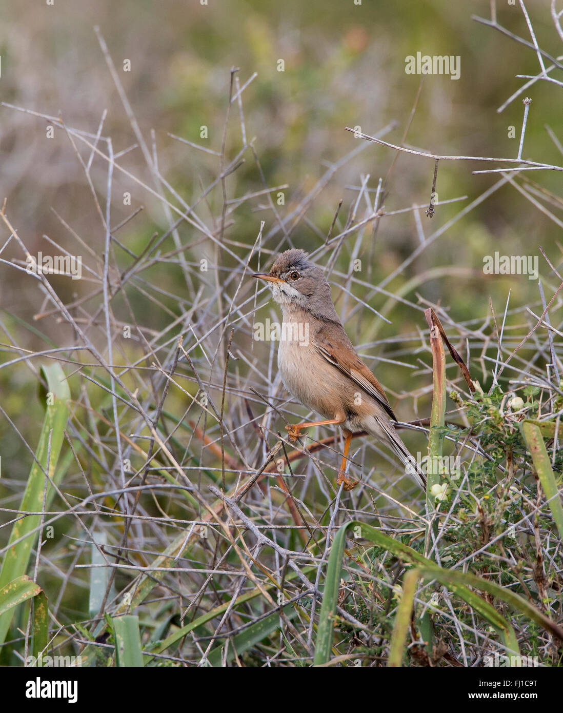 Spectacled Warbler female Sylvia conspicillata Stock Photo - Alamy