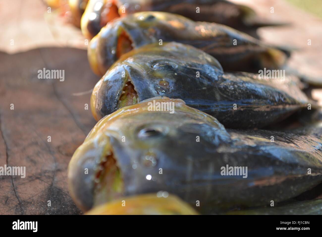Piranha Amazon Stock Photos & Piranha Amazon Stock Images - Alamy