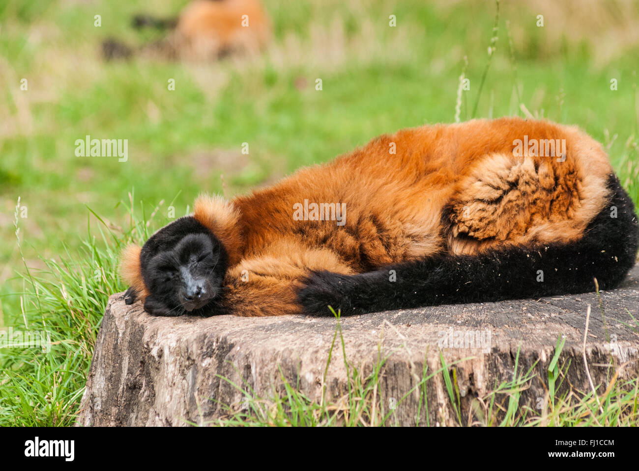 Madagaskar Lemur High Resolution Stock Photography and Images - Alamy