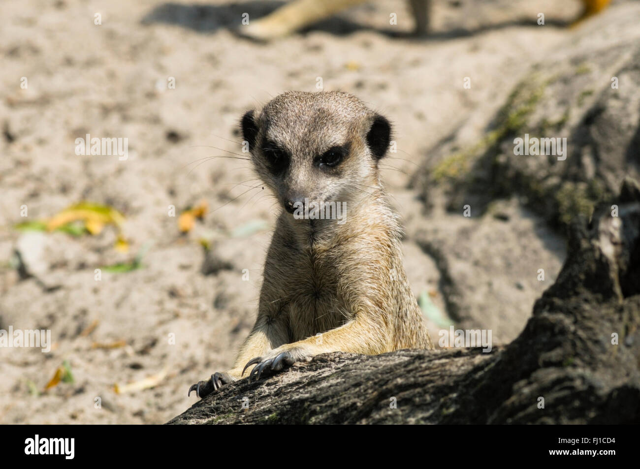 Adorable suricatta hi-res stock photography and images - Alamy